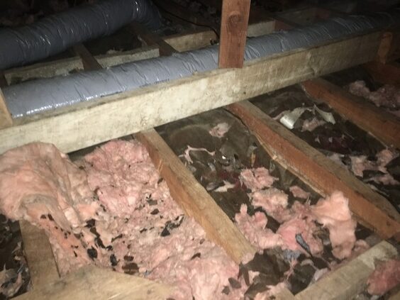Contaminated Insulation and Replacement - Cincinnati Wildlife Removal